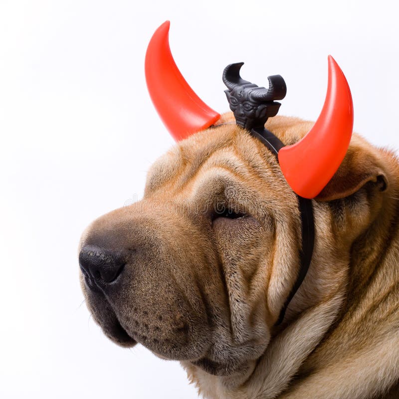 Sharpei dog as devil stock photo. Image of outdoor, expression - 31555642