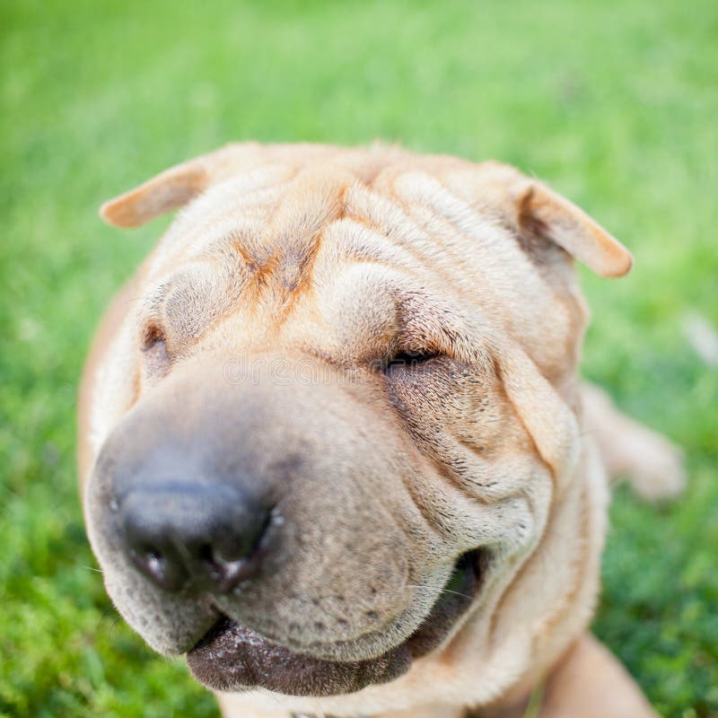 Sharpei dog stock image. Image of beautiful, green, breed - 36889633