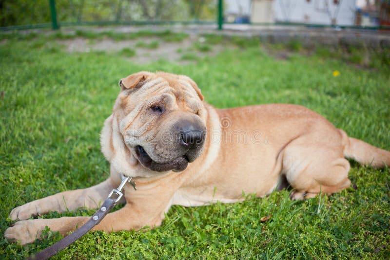 Sharpei dog stock photo. Image of breed, grass, lead - 36889728