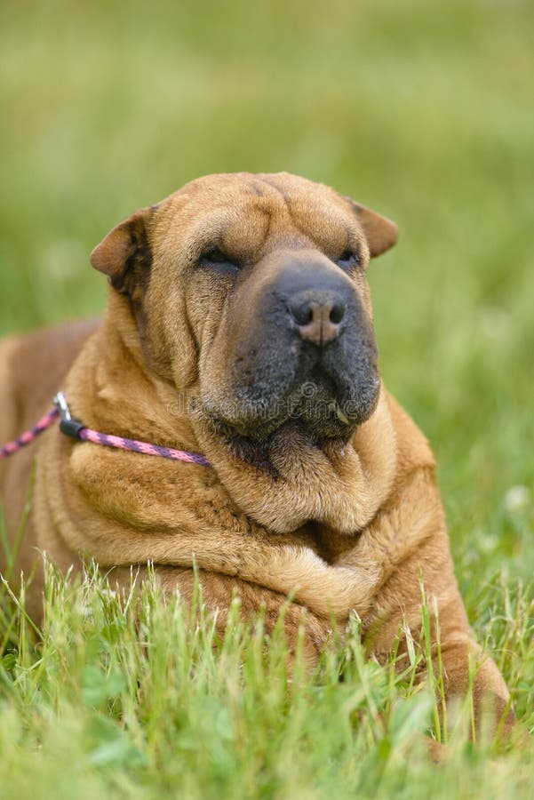 Sharpei Dog Portrait in Grass Stock Photo - Image of beautiful, color ...