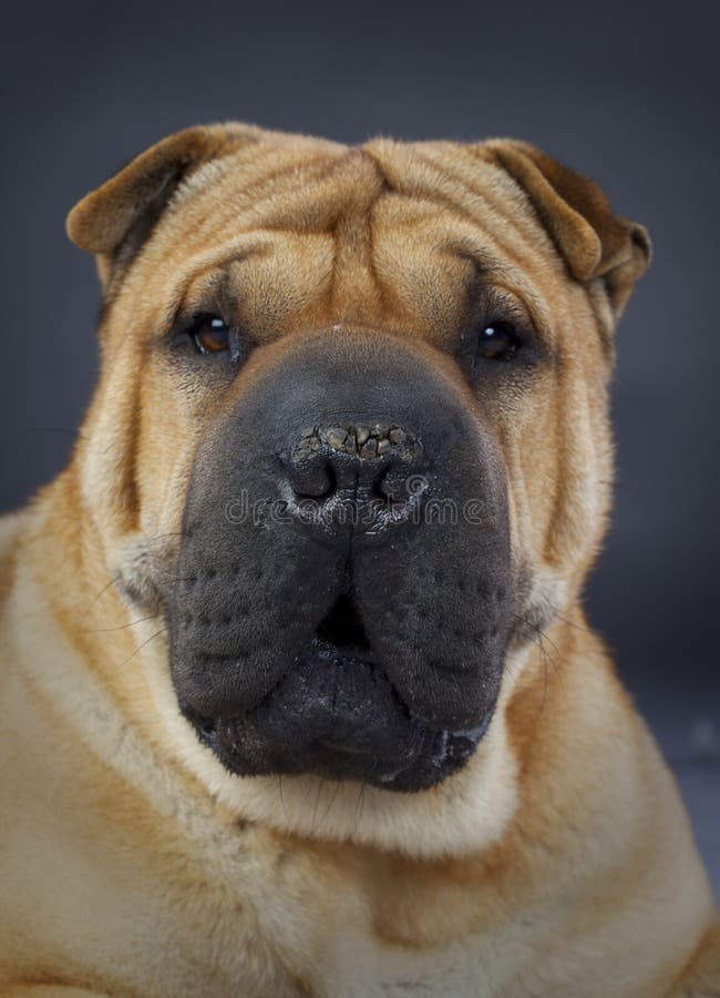 Sharpei dog portrait stock photo. Image of muzzle, chinese - 84254130