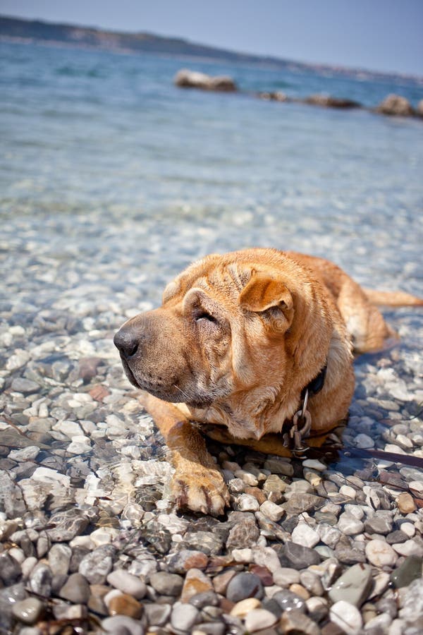 Sharpei dog stock image. Image of beach, harbor, enjoying - 36180855