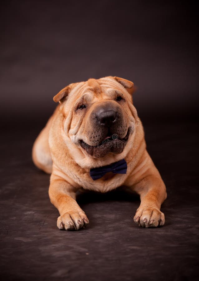 Sharpei dog in studio stock image. Image of muzzle, cute - 32669579
