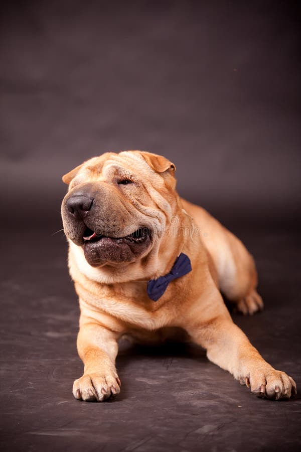 Sharpei dog in studio stock photo. Image of lying, elegance - 32669592