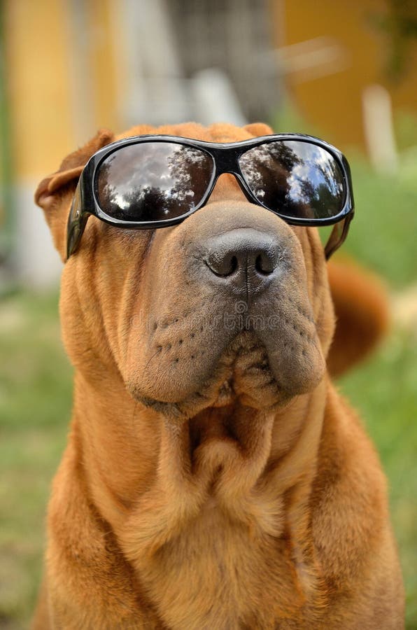 Funny Sharpei Dog With Sunglasses Stock Image - Image of pretty ...
