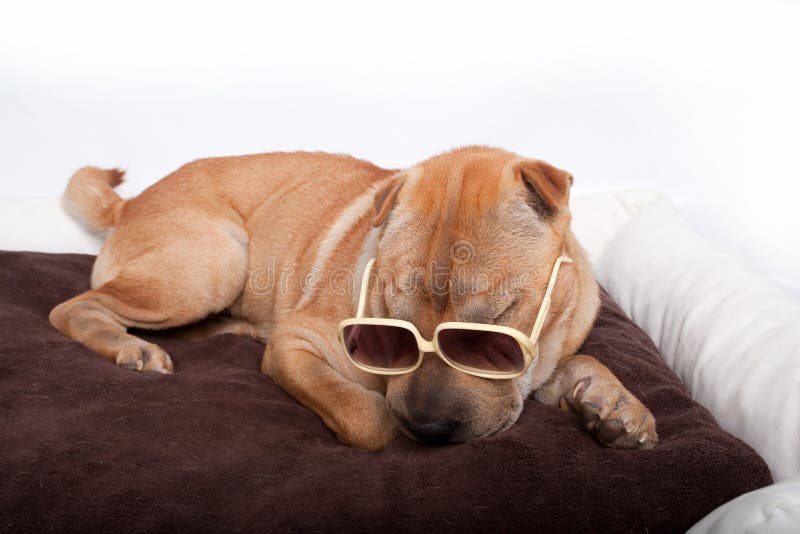 Sharpei Dog Wearing Sunglass Stock Photo - Image of relax, indoor: 16704908