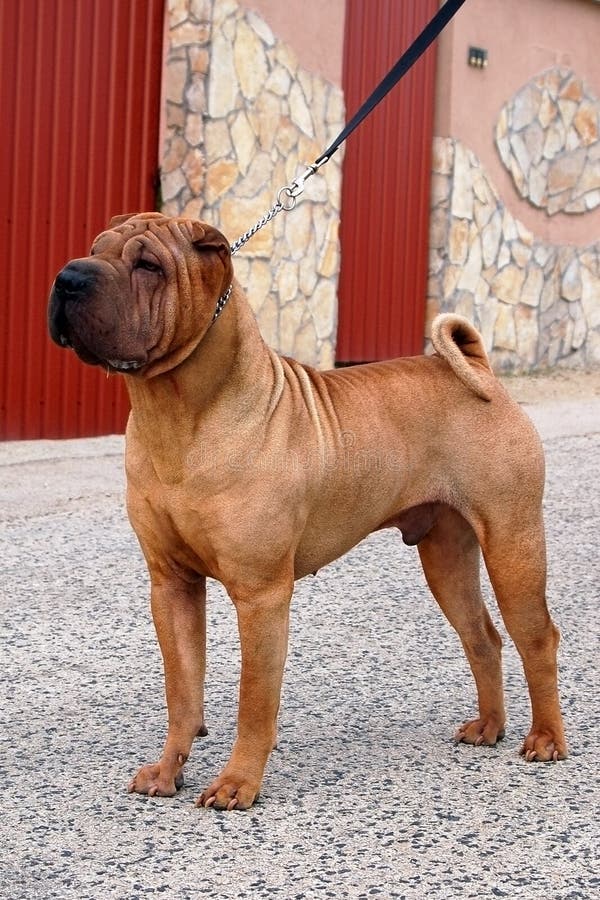 Perritos de Sharpei imagen de archivo. Imagen de cierre - 4274291