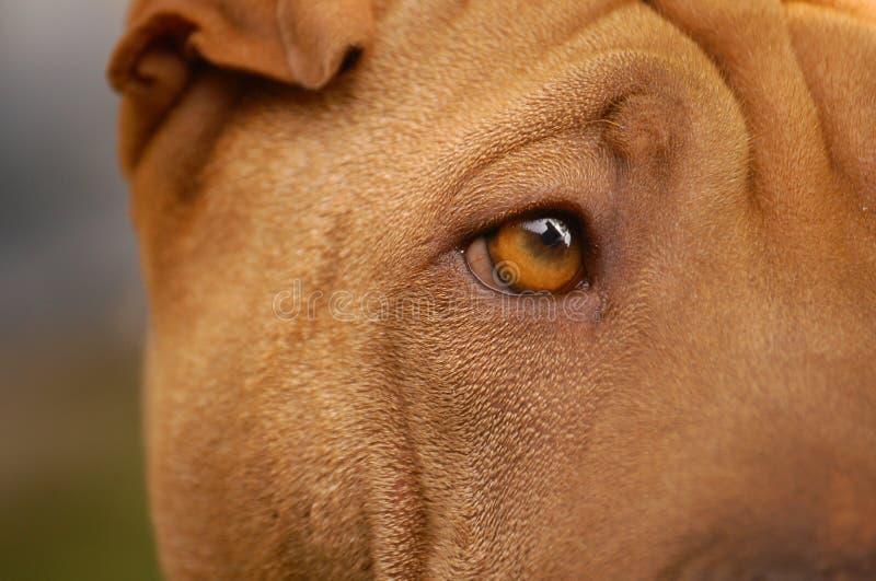 Sharpei eye stock photo. Image of cute, clear, look, shar - 16868130