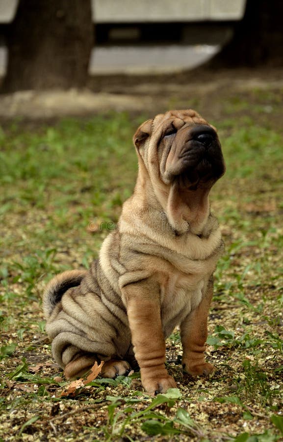 Sharpei puppy dog sitting stock photo. Image of chinese - 26201702