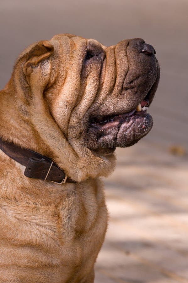 Sharpei s head stock photo. Image of mammal, shar, china - 3906074