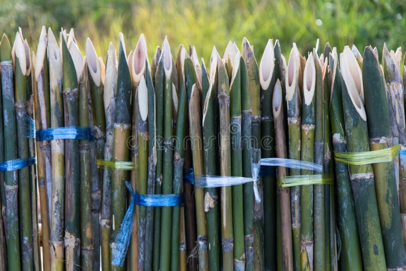 Sharpened bamboo fence. stock photo. Image of culture - 75876448