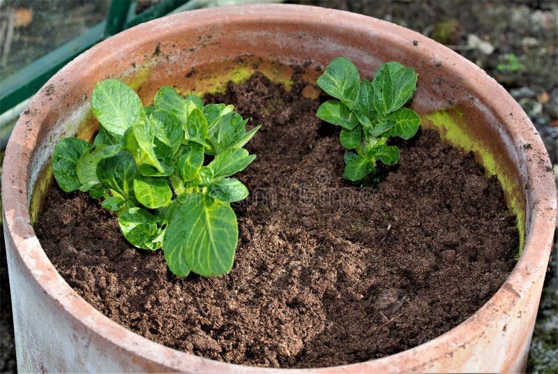 Sharpes Express Early Potatoes Growing in a Terracota Container , in ...