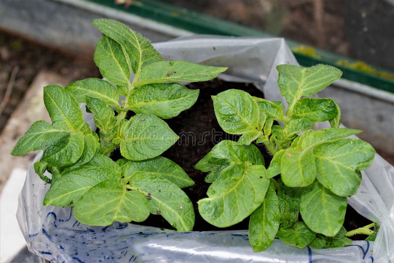 Sharpes Express Early Potatoes Growing in a Terracota Container , in ...