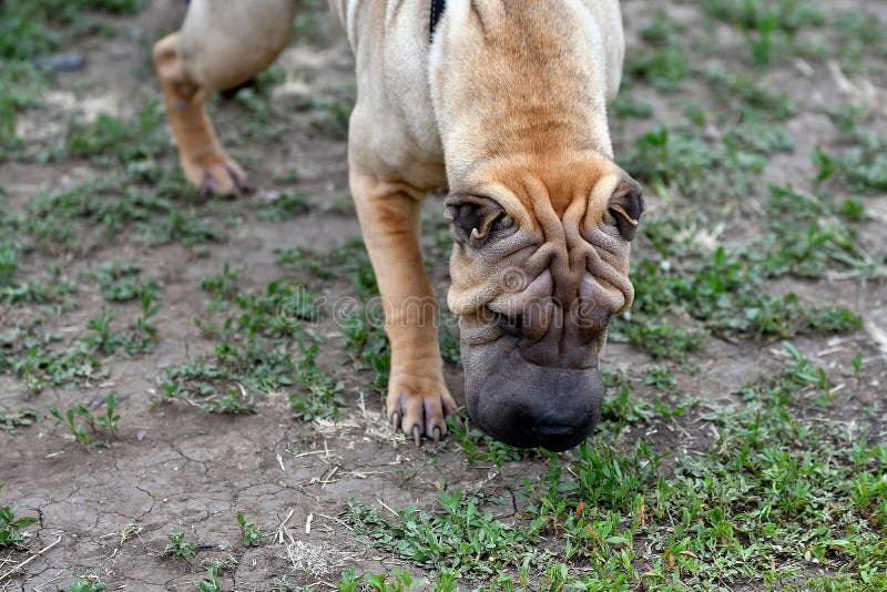 Sharpey breed dog stock photo. Image of brown, snout - 239004162