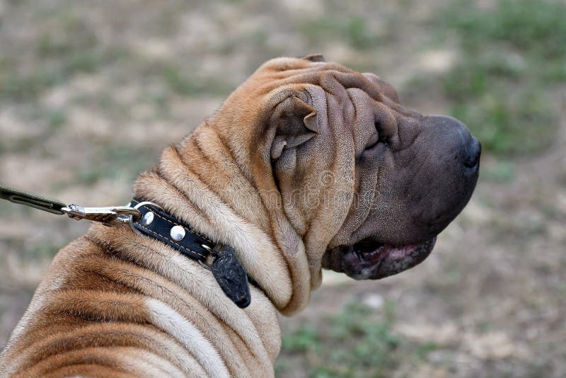 Sharpey breed dog stock photo. Image of park, friend - 239004188