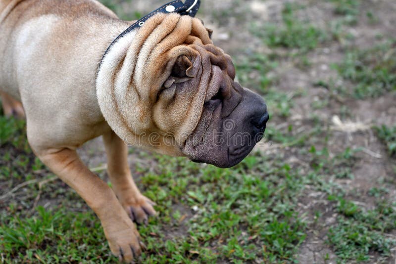 Sharpey breed dog stock image. Image of snout, vertebrate - 239004183