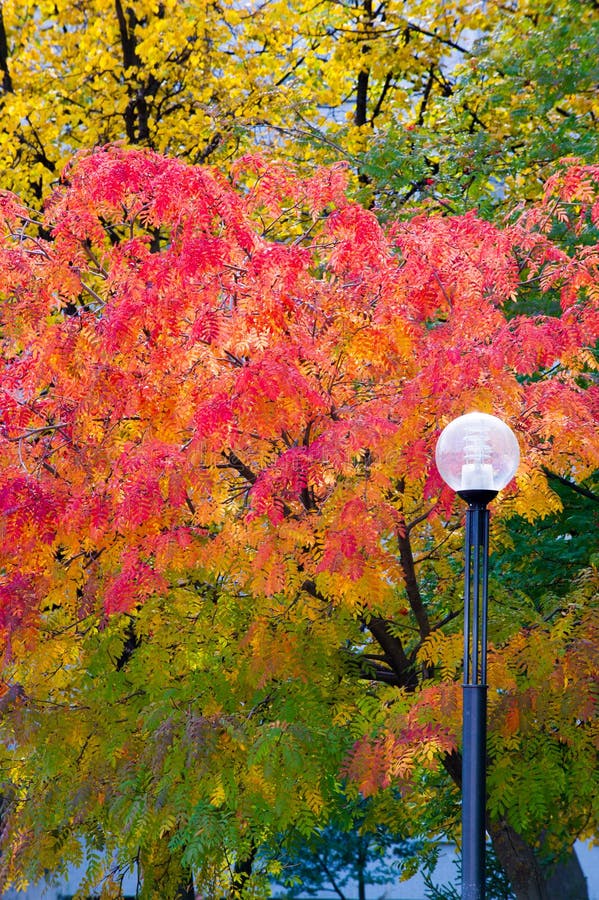 The Sharpness of the Pictures on the Street Lights. Texture, Pat Stock ...