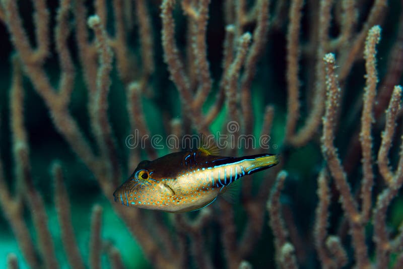 Sharpnose Puffer stock photo. Image of fish, black, dive - 175996480