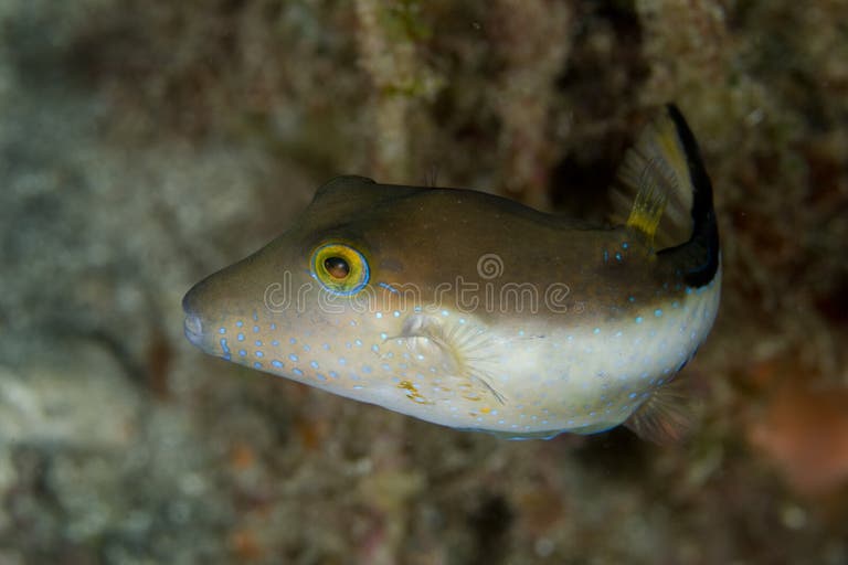 Sharpnose Puffer Fish stock image. Image of coral, fish - 14856679