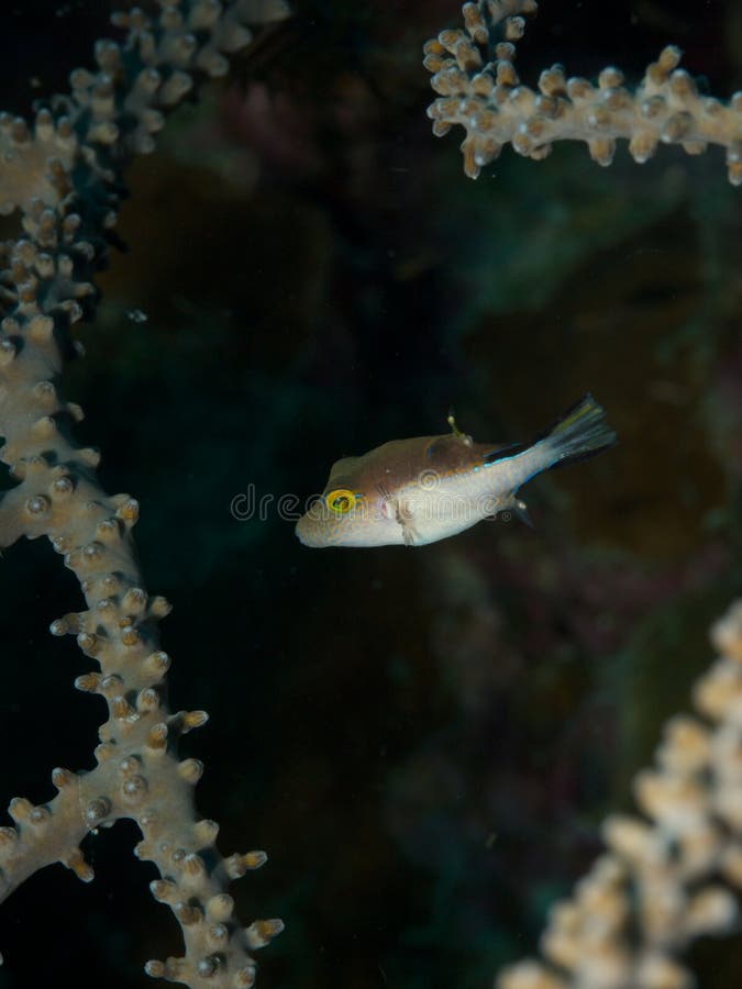 Sharpnose Puffer 01 stock image. Image of tropical, antilles - 45348609