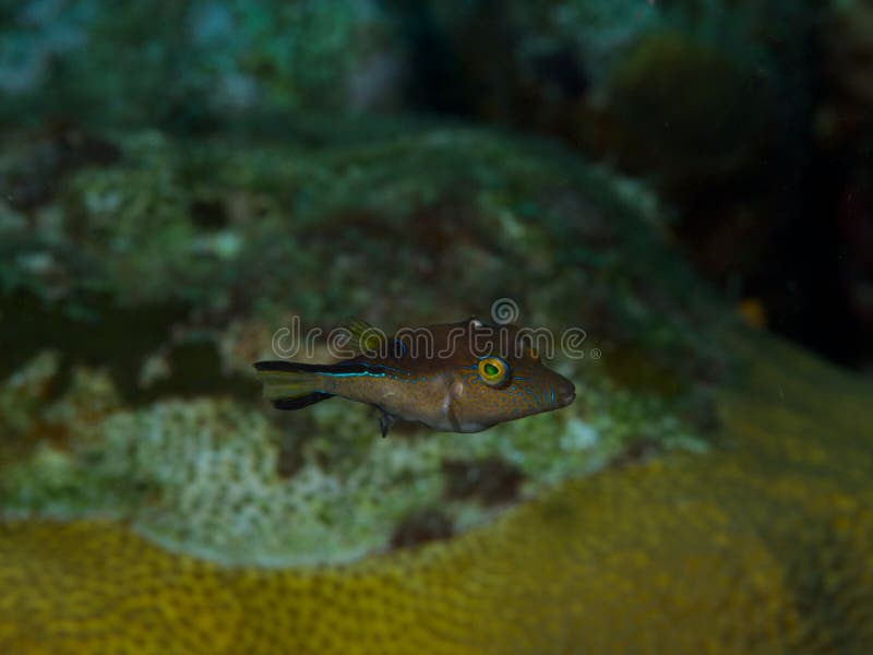 Sharpnose Puffer 02 stock photo. Image of caribbean, osteichthyes ...