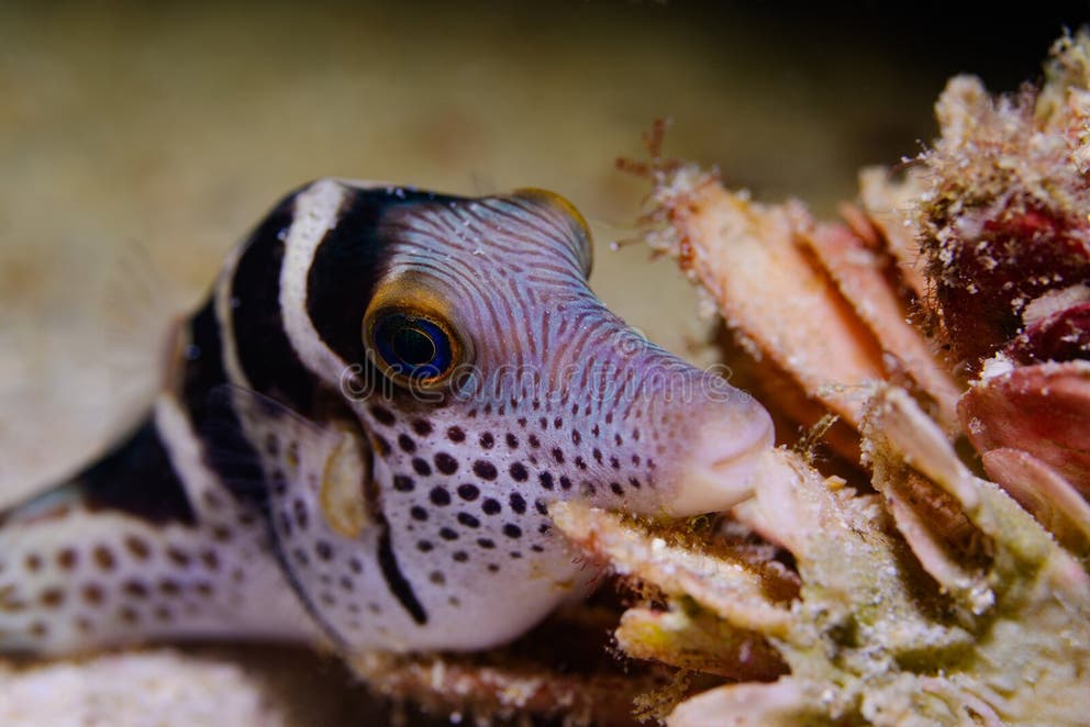 Sharpnose Pufferfish Perched on Corals Stock Image - Image of rostrata ...