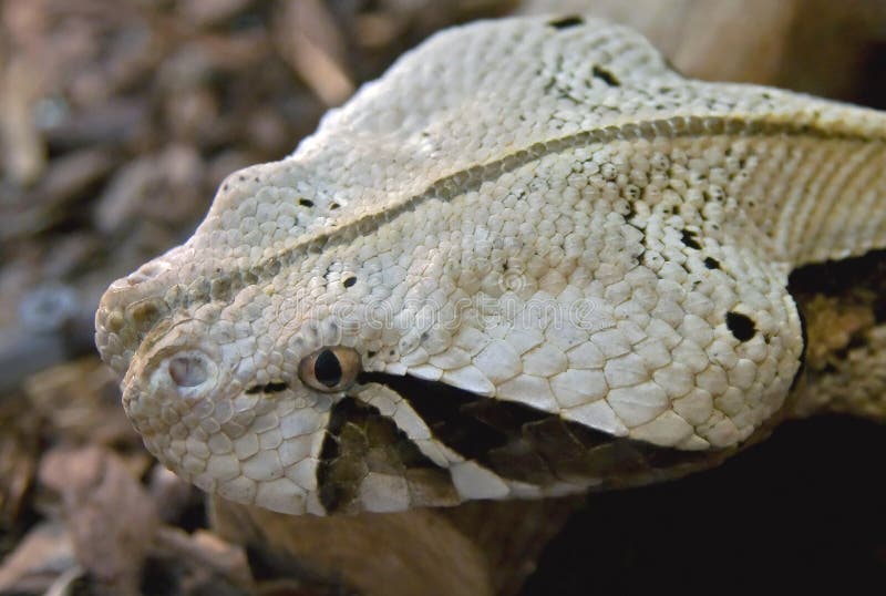 Sharpnose viper 1 stock image. Image of asia, exotic - 13099343