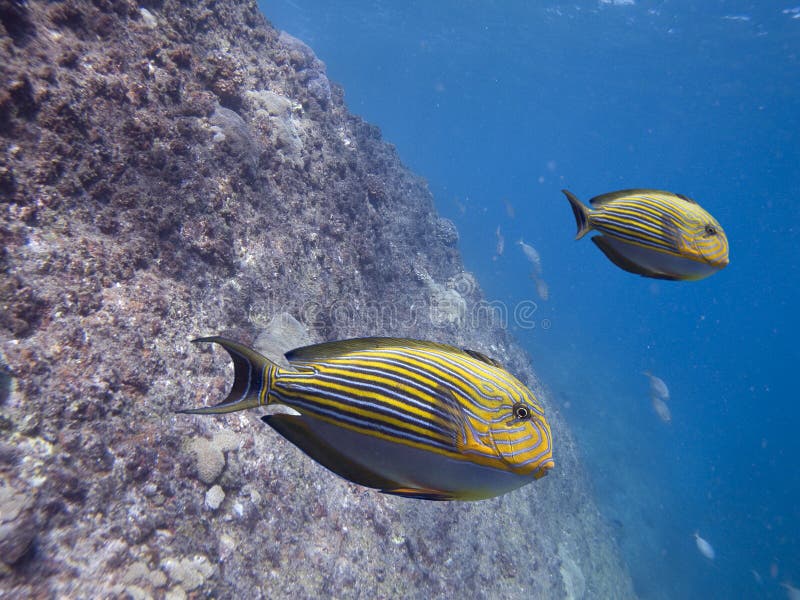 Sharps stock image. Image of nature, aquarium, danger - 15871399