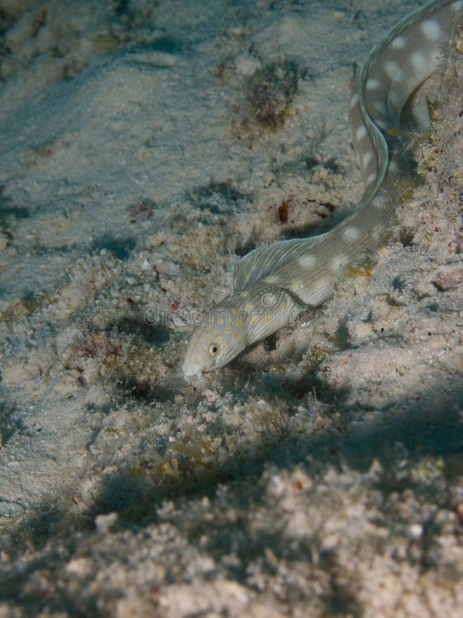 Sharptail Eel 01 stock image. Image of osteichthyes, antilles - 45348659
