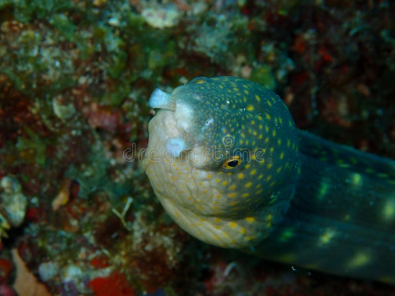Sharptail Eel on a Tropical Coral Reef Stock Image - Image of reef ...