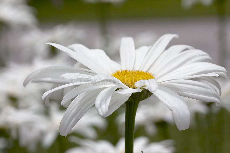 Shasta Daisy - Becky stock image. Image of leucathemum - 57714083