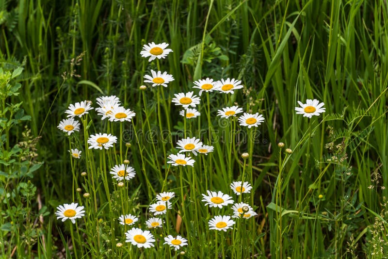 Shasta Daisy flowers. stock image. Image of blossom, nature - 85215699