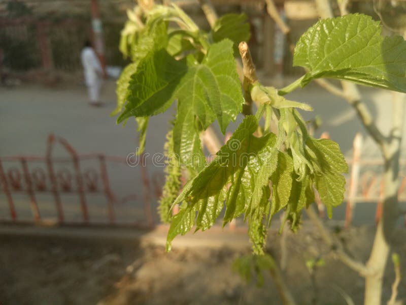 Shatoot Trees Stock Photos - Free & Royalty-Free Stock Photos from ...