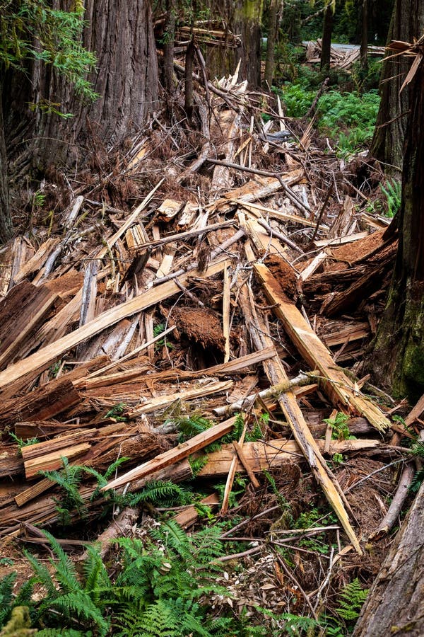 Shattered Redwood stock photo. Image of forest, mariposa - 35627742