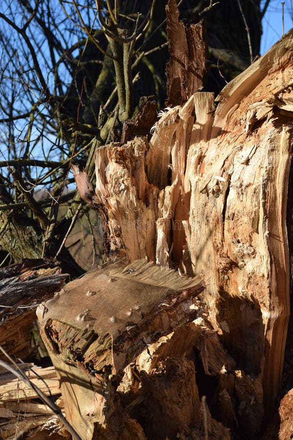 Dried out Tree stump stock photo. Image of splintered - 237924688