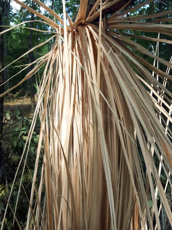 Shattered Tree 12 stock image. Image of tree, fallen - 86000657
