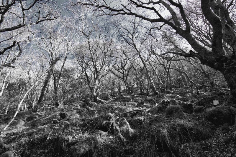 Path To Clearbrook Dartmoor National Park, Devon Uk Stock Image - Image ...