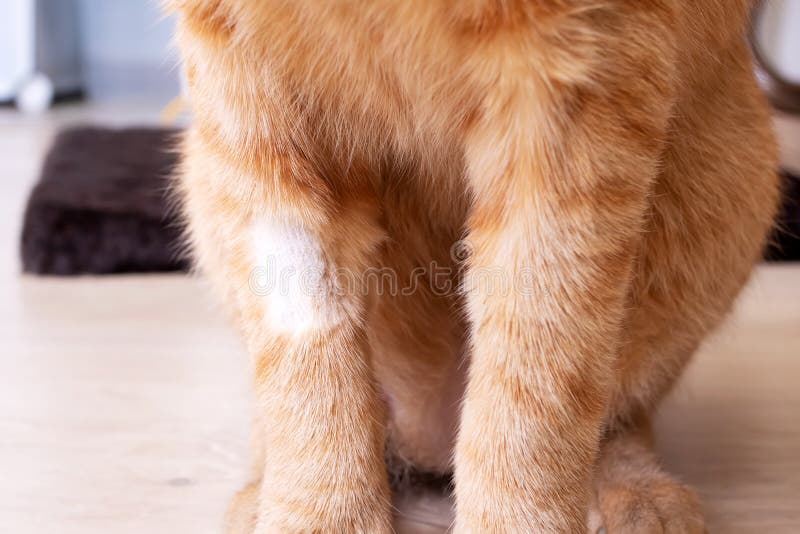Shaved Hair on a Cat`s Paw Closeup Stock Photo - Image of handsome ... Shaved Hair on a Cat`s Paw Closeup Stock Photo - Image of handsome ...