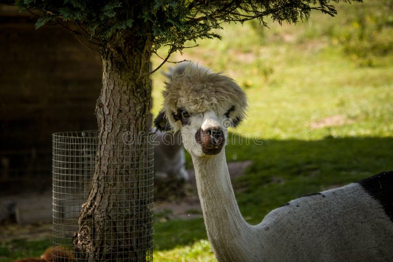 A Shaved Llama with a Mane Left Behind. Stock Image - Image of blue ...