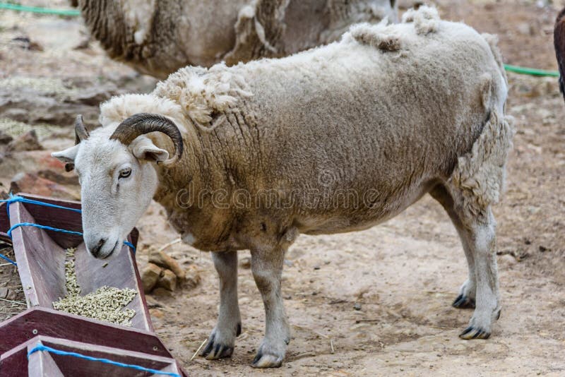Shaved Ram on the Farm Eating from a Metal Bucket. Stock Image - Image ...