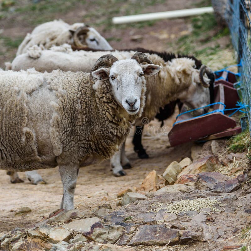 Shaved Ram on the Farmyard Looking at the Camera. Stock Image - Image ...