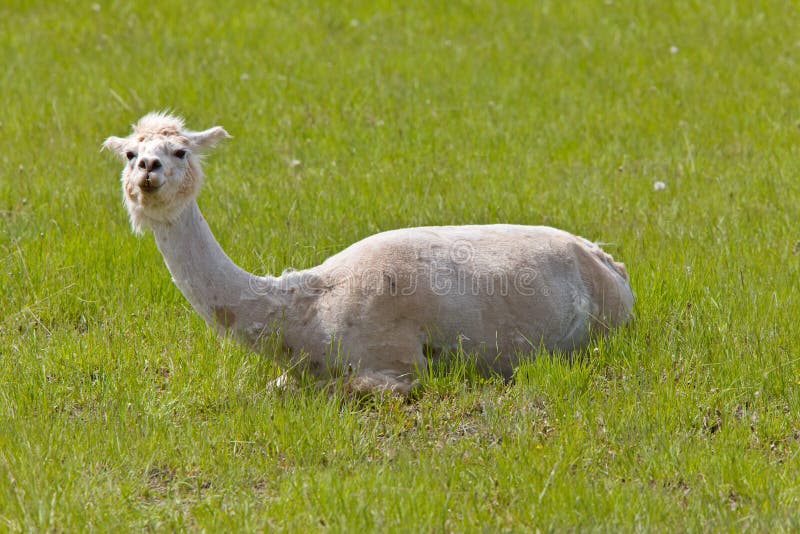 Shaved Sheared Llama stock image. Image of alpaca, llama - 14711295