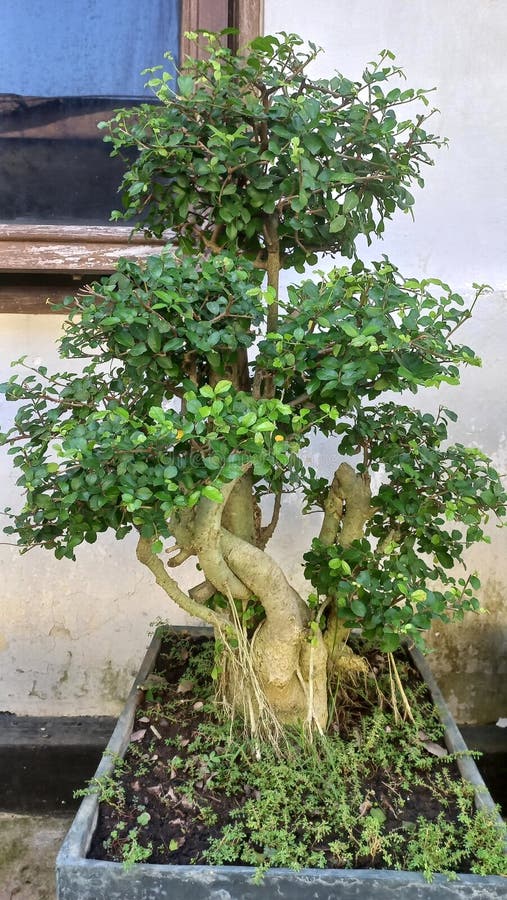 Shaved tree stock photo. Image of tree, indonesia, native - 314542068