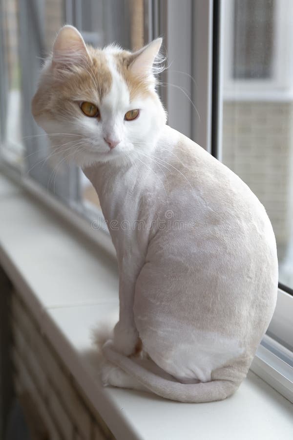 113 Cat Shaved Stock Photos - Free & Royalty-Free Stock Photos from ...