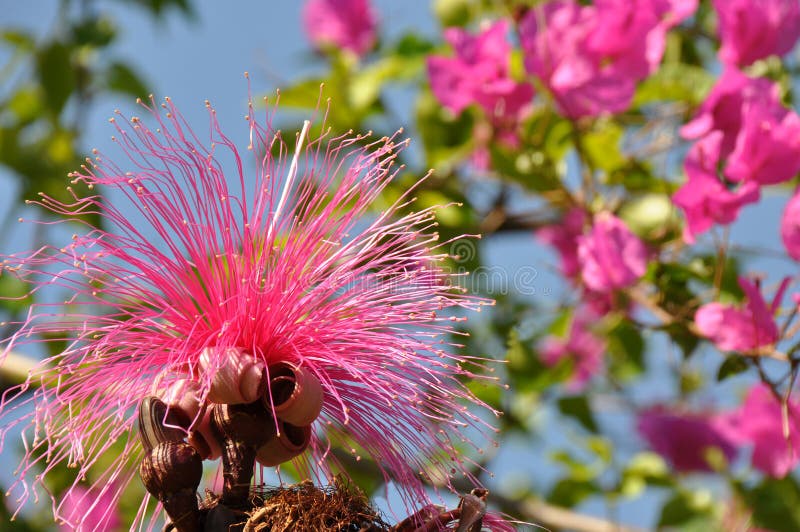 Shaving brush tree stock image. Image of tropical, large - 27935581