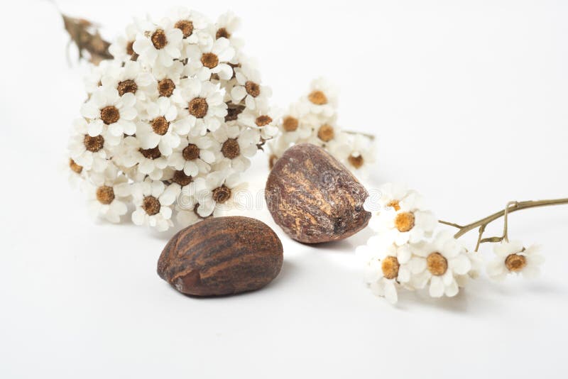 Shea Butter Nuts and Flowers Stock Image - Image of healthy, skin ...