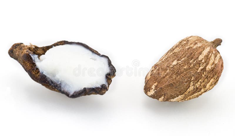 Shea nuts stock photo. Image of ingredient, background - 18360468