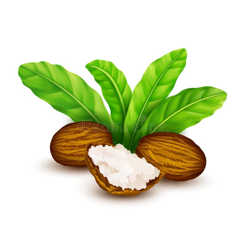 Shea Nuts Stock Illustrations – 287 Shea Nuts Stock Illustrations ...