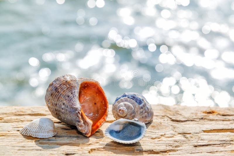 Shea shells background stock image. Image of travel, beach - 75225163