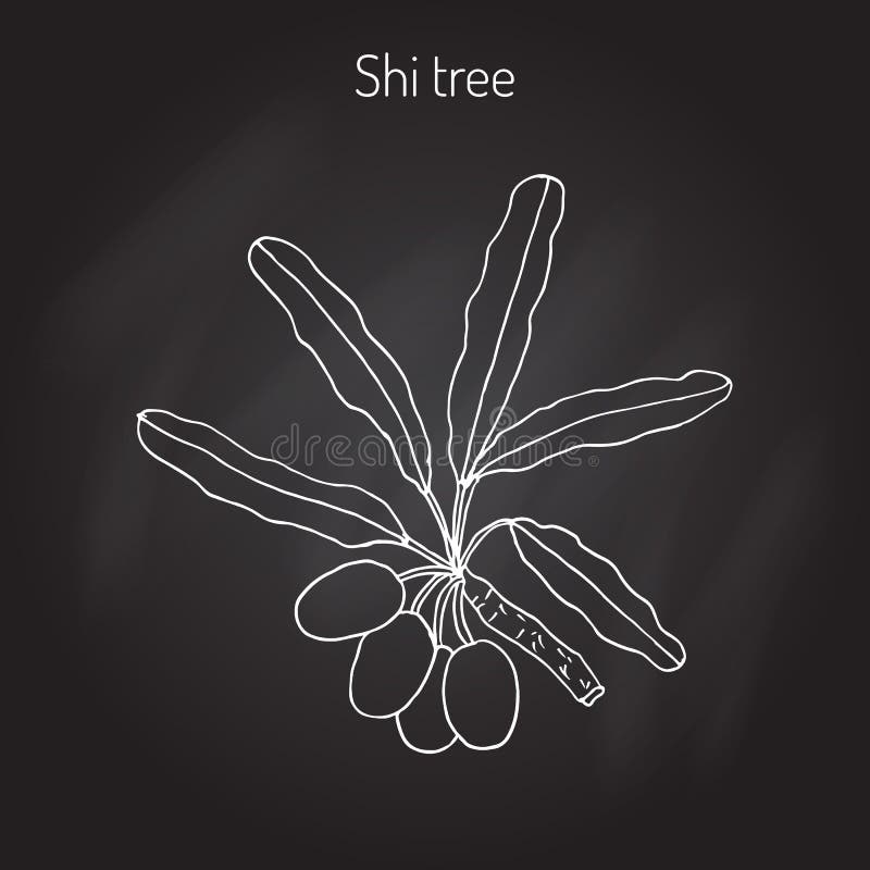 Shea tree branch stock vector. Illustration of fruit - 89737626